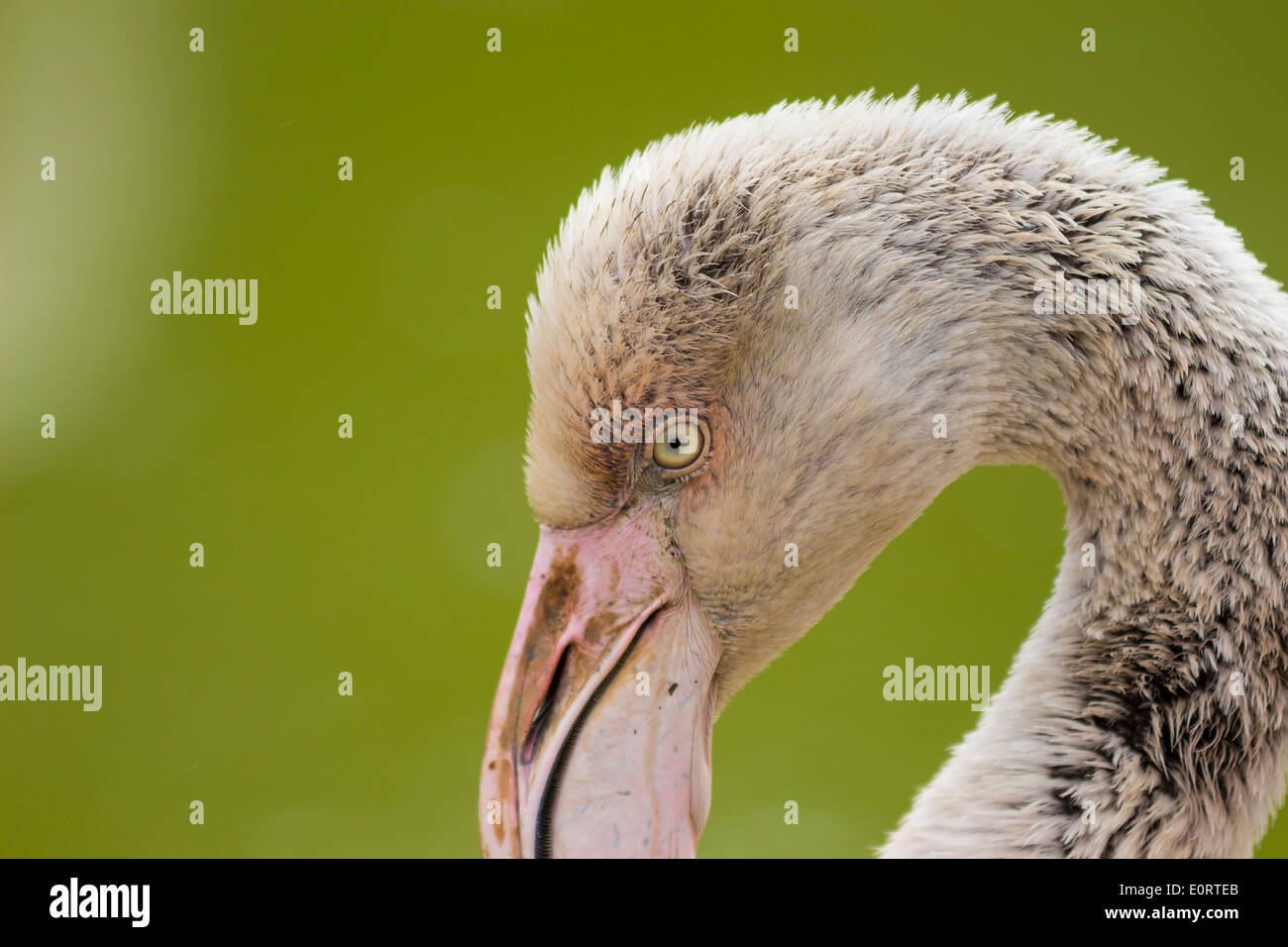 Flamingo close up hi-res stock photography and images - Alamy