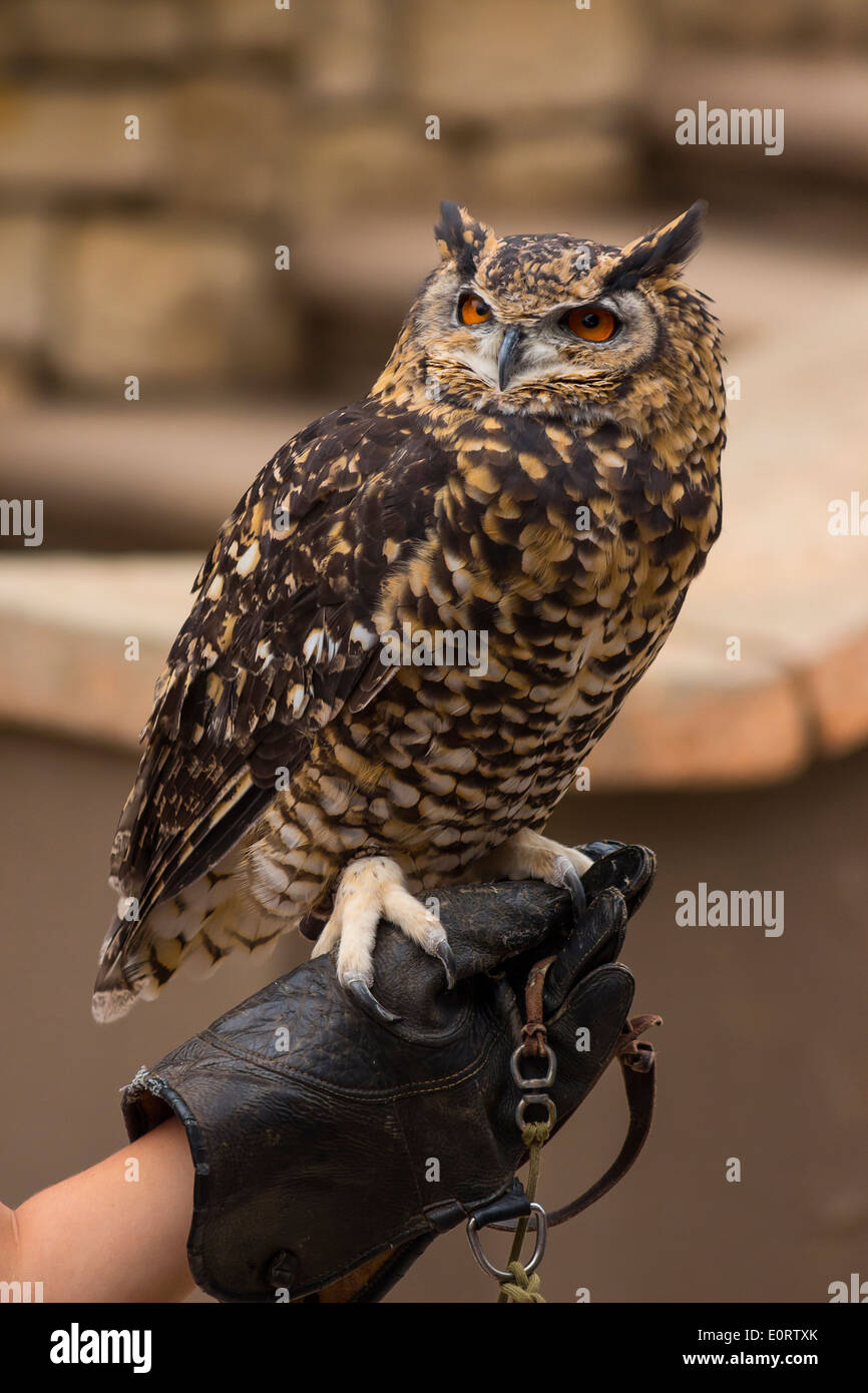 Conservation eagle owl hi-res stock photography and images - Alamy