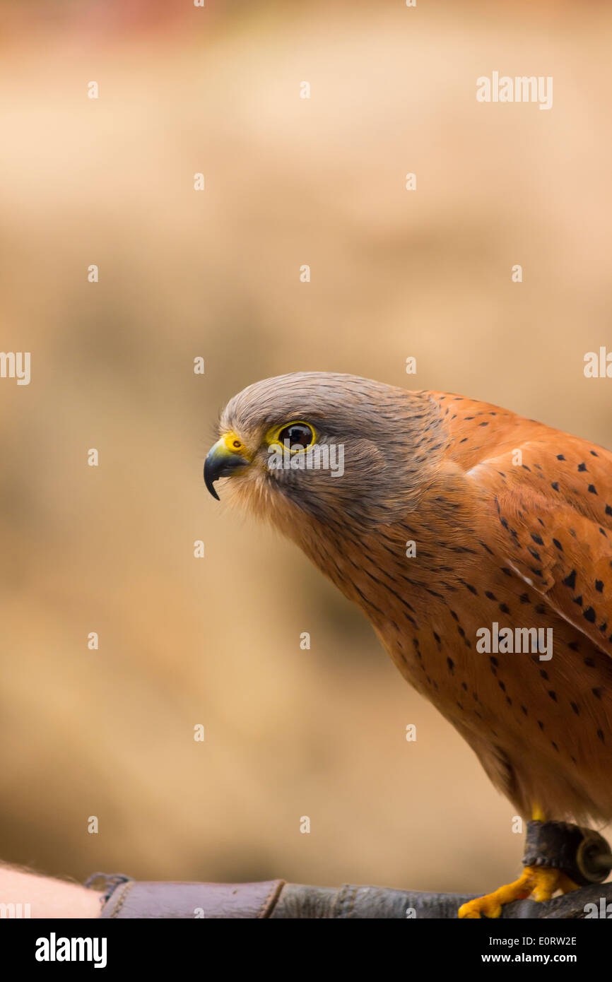 Rock kestrel hi-res stock photography and images - Alamy