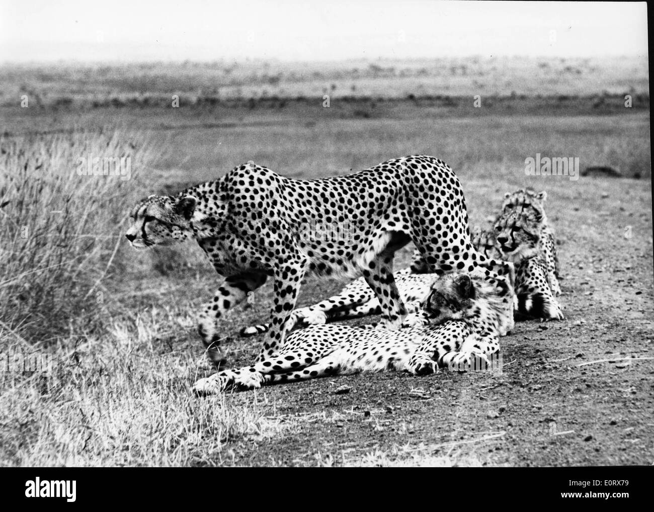 A hunting Black and White Stock Photos & Images - Alamy