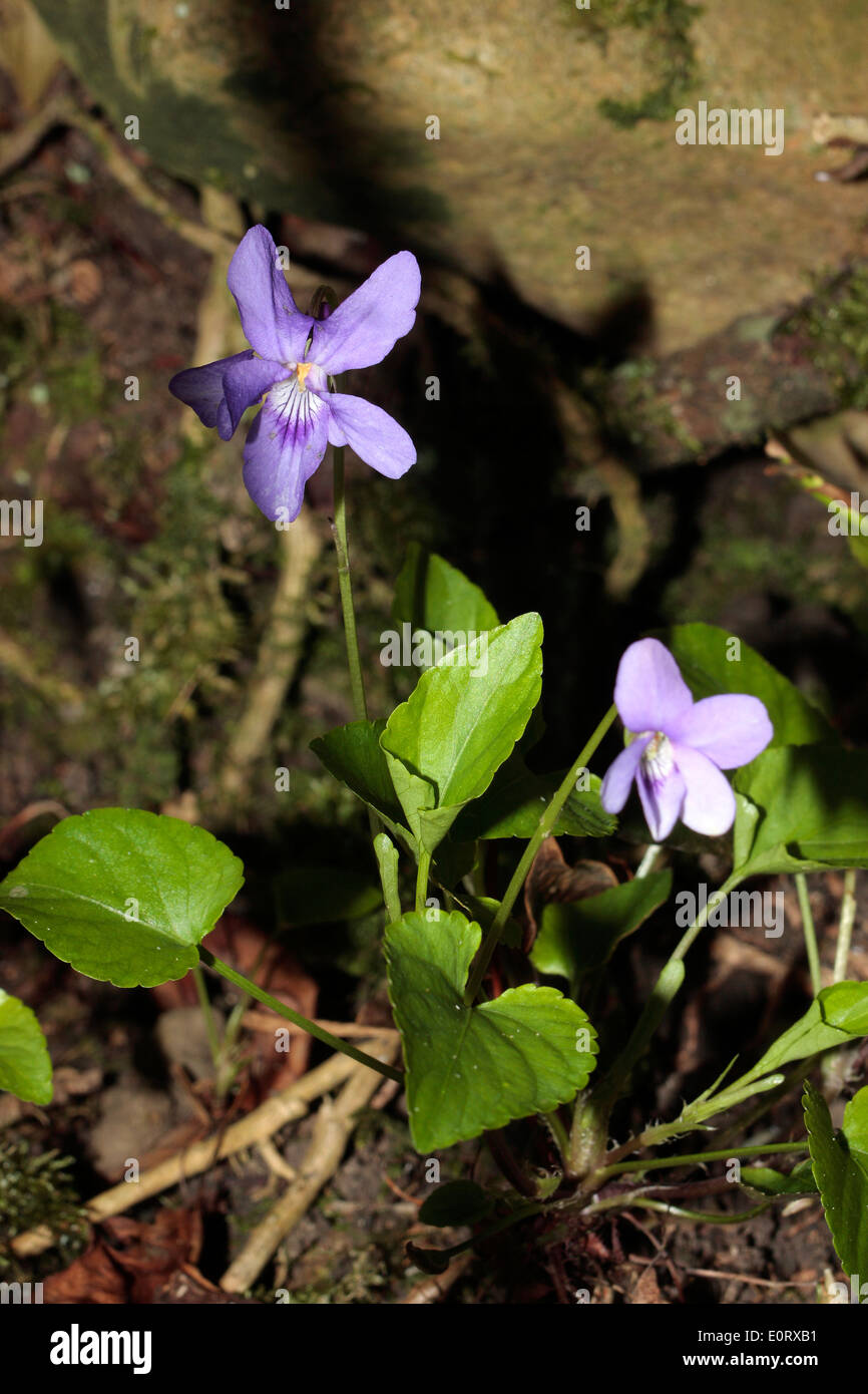 Dog violet seeds hi-res stock photography and images - Alamy