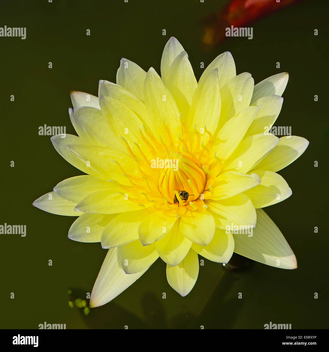 Yellow waterlily hi-res stock photography and images - Alamy