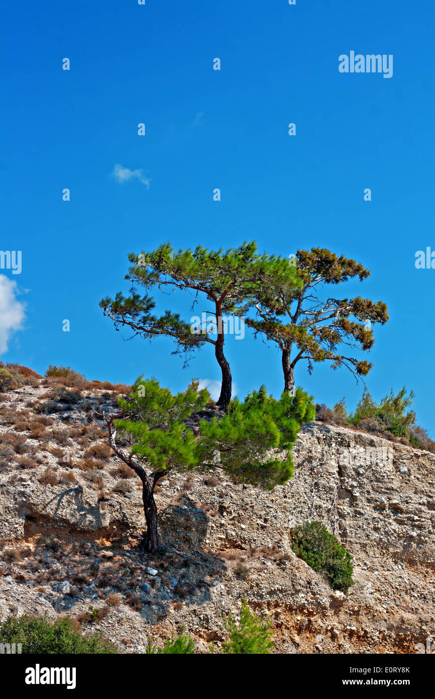 Tree Growing On Edge Cliff High Resolution Stock Photography and Images ...