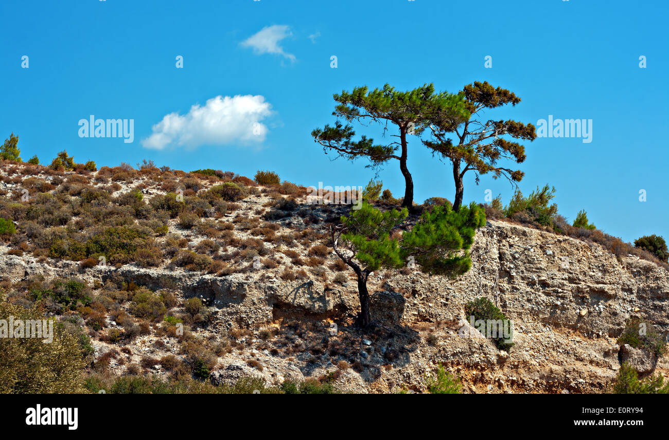 Tree growing on edge cliff hi-res stock photography and images - Alamy
