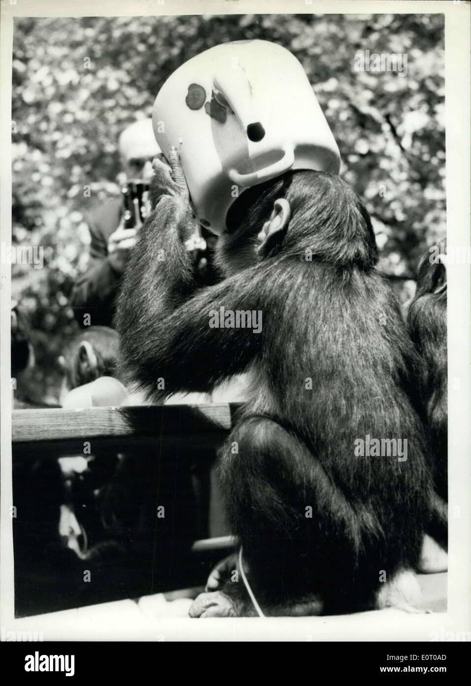 Chimps tea party hi-res stock photography and images - Alamy