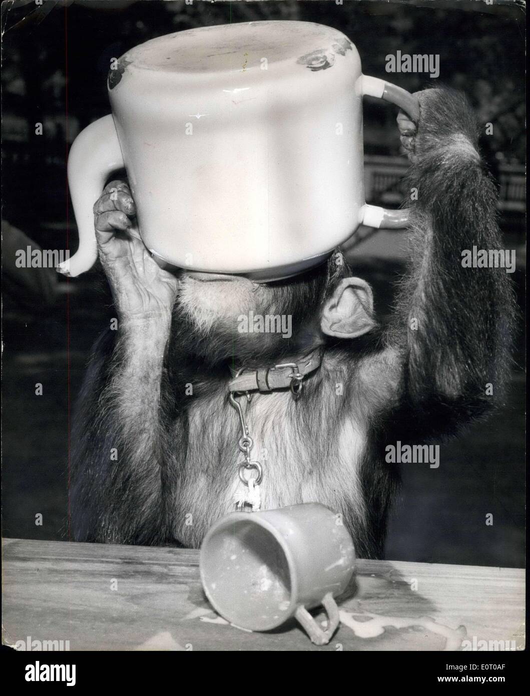 Chimps tea party hi-res stock photography and images - Alamy