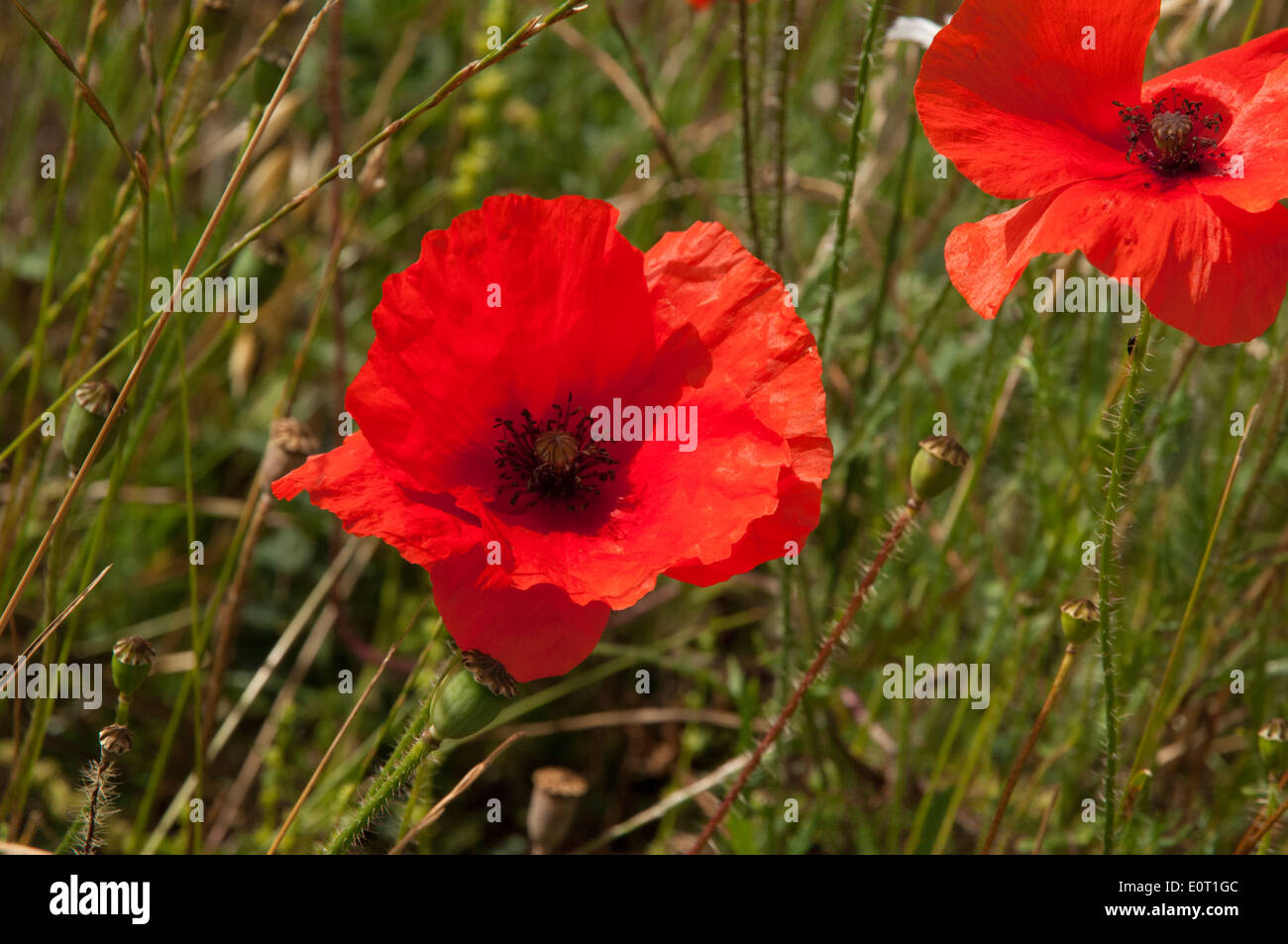 red poppies field poppy heads Stock Photo - Alamy