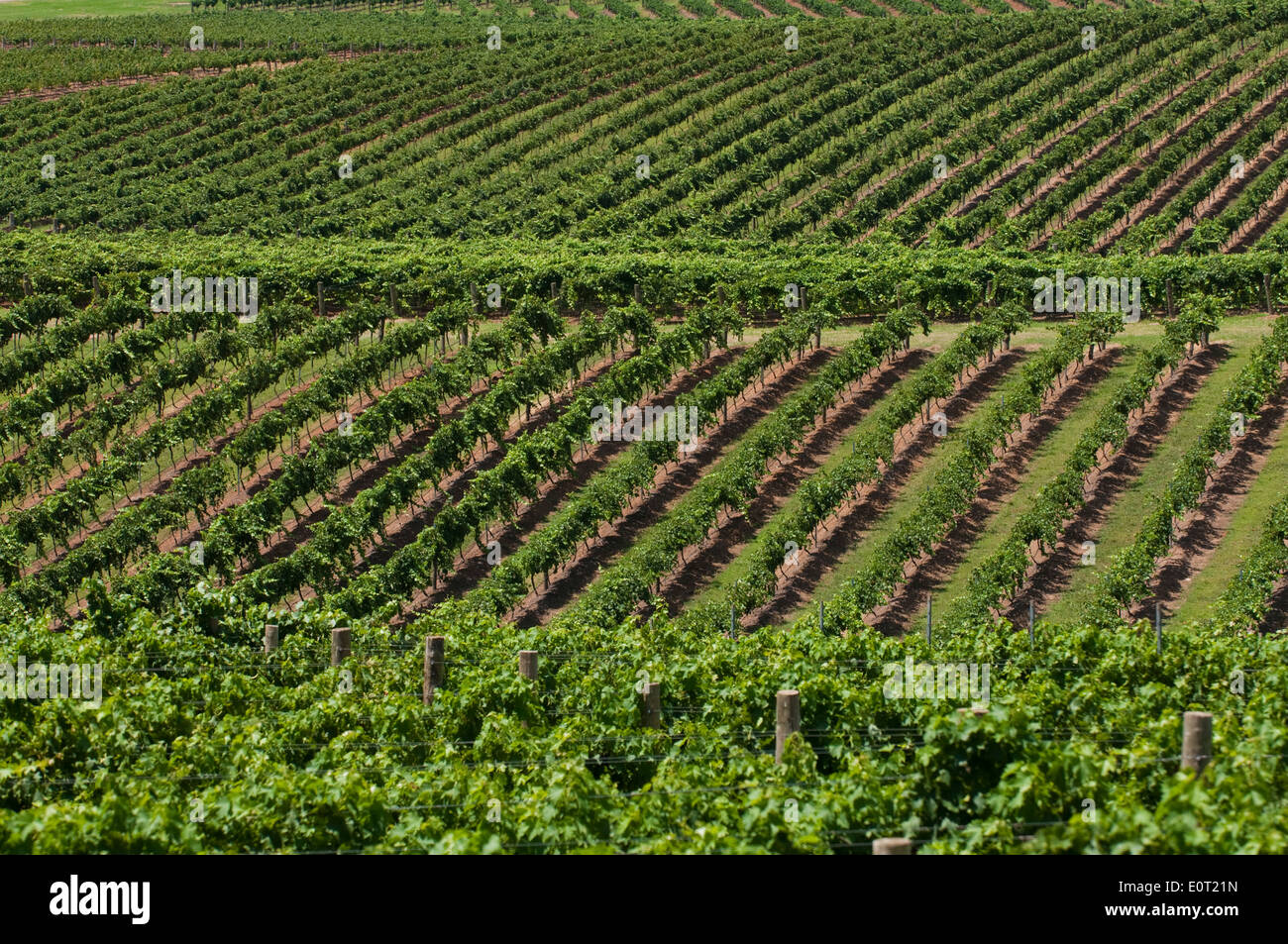 The Audrey Wilkinson Vineyard in the Hunter Valley, New South Wales ...