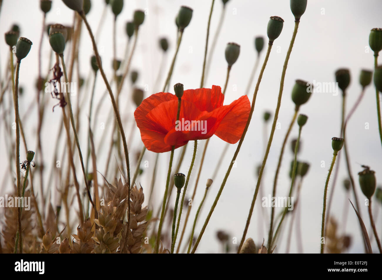 Red poppy heads hi-res stock photography and images - Alamy