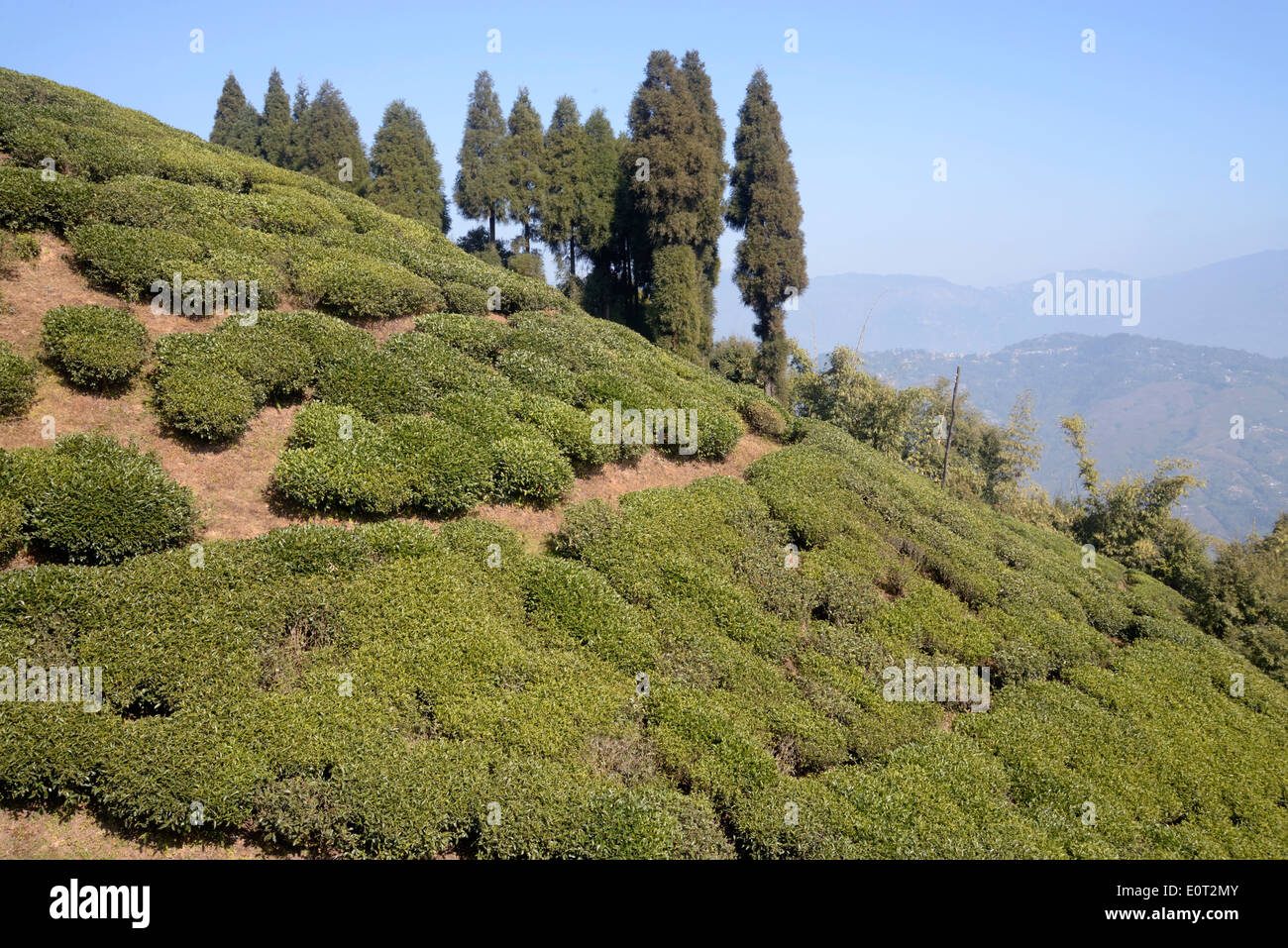 Mirik tea garden hi-res stock photography and images - Alamy