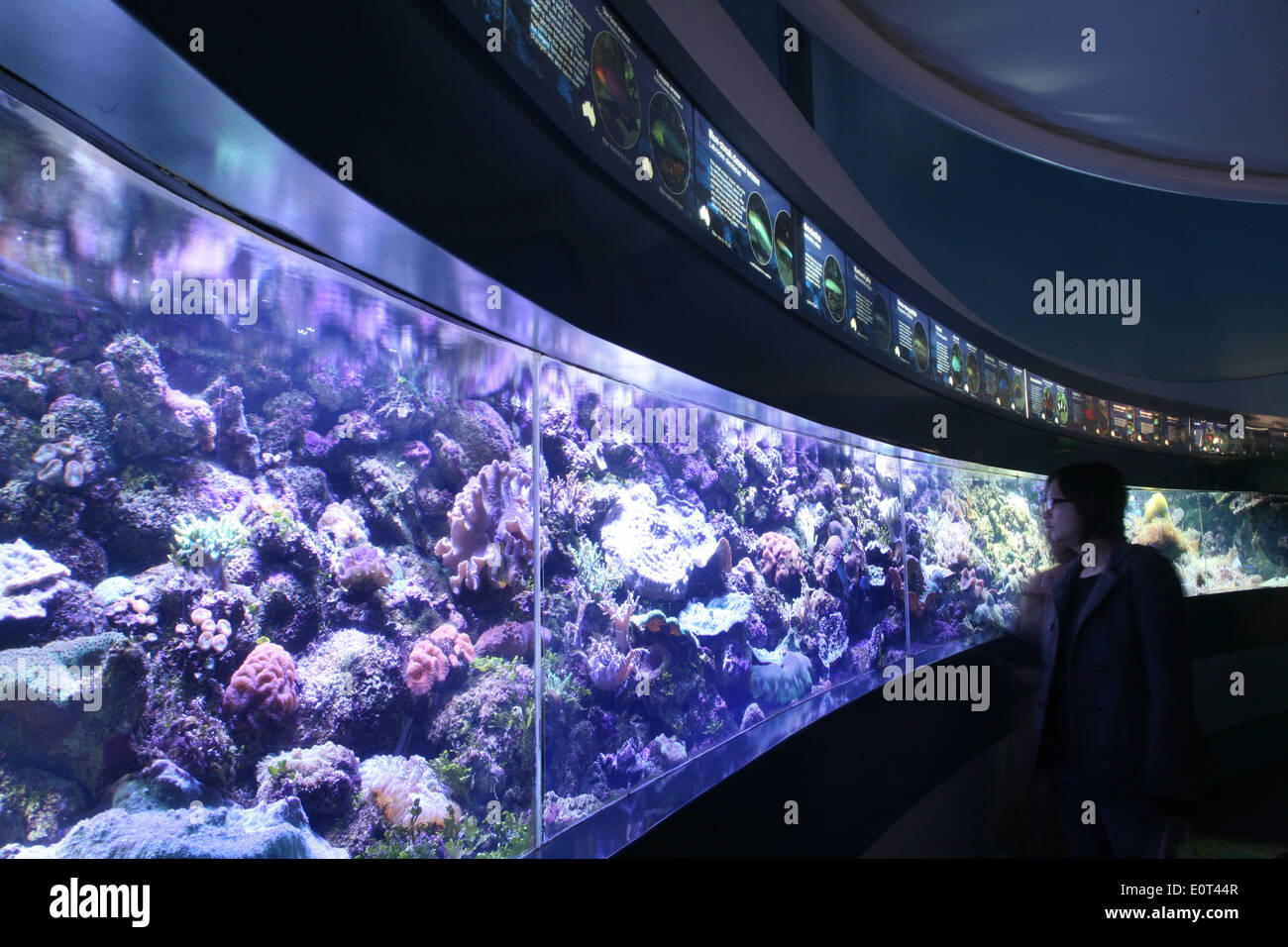 Underwater displays hi-res stock photography and images - Alamy