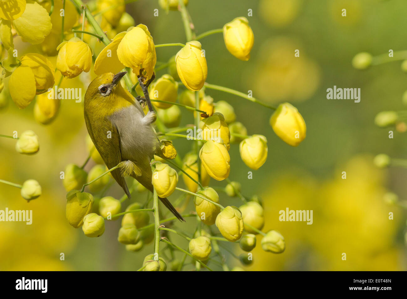 Indian white eye zosterops hi-res stock photography and images - Alamy