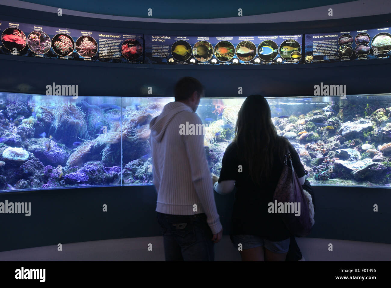 Underwater displays hi-res stock photography and images - Alamy