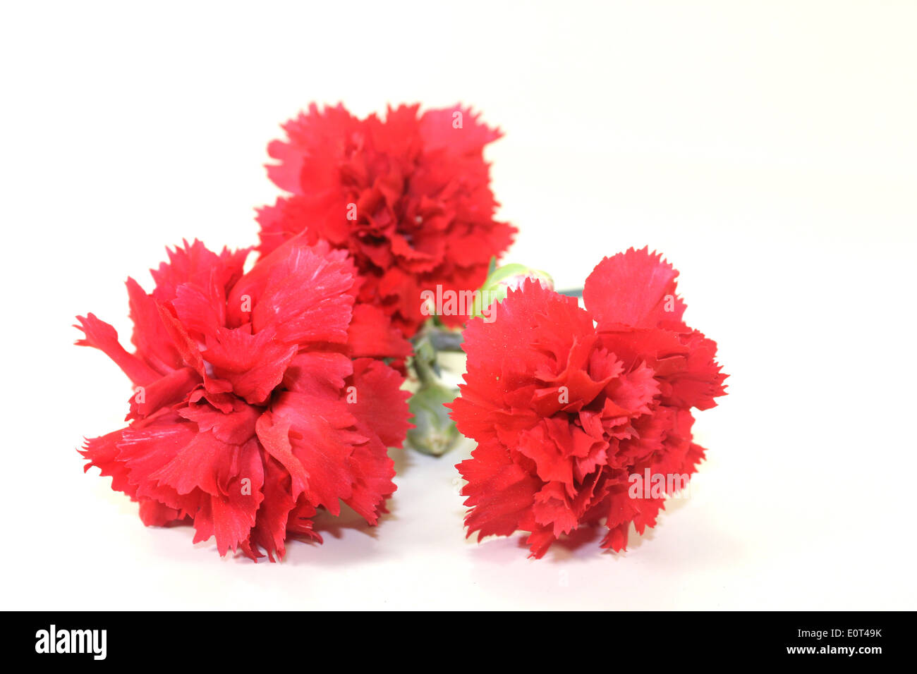 three red carnations in front of white background Stock Photo - Alamy