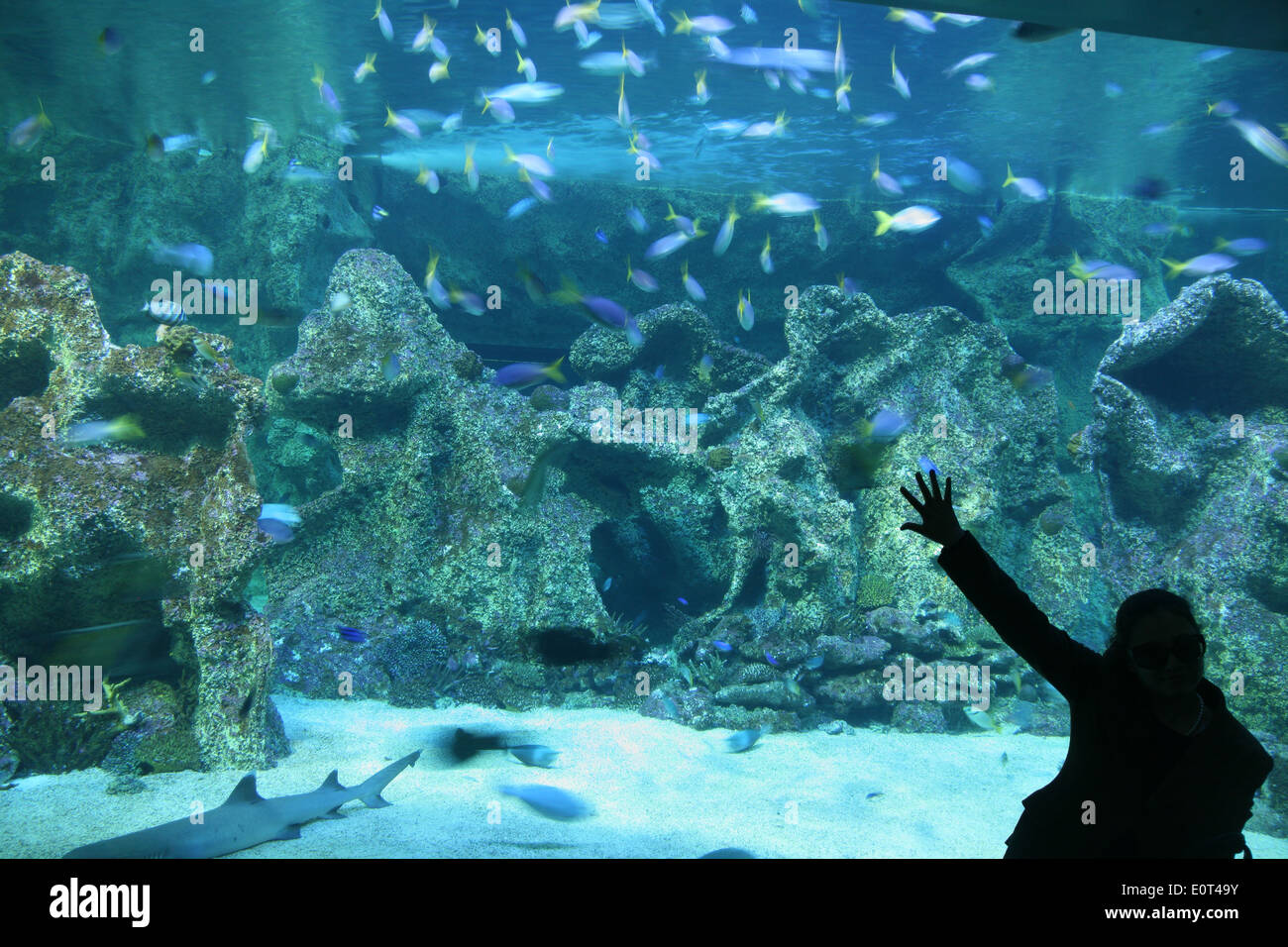 Underwater displays hi-res stock photography and images - Alamy