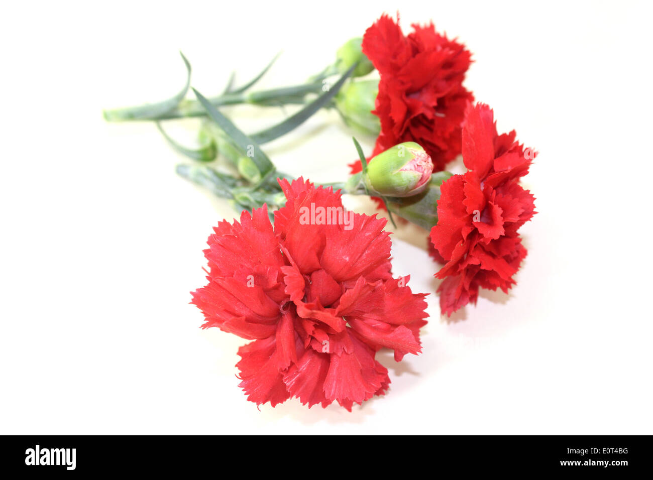 three red carnations in front of white background Stock Photo - Alamy