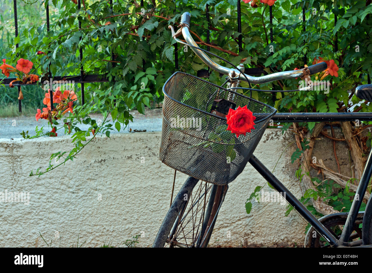 Rusty rose hi-res stock photography and images - Alamy