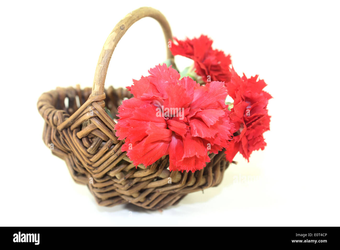 three red carnations in front of white background Stock Photo - Alamy