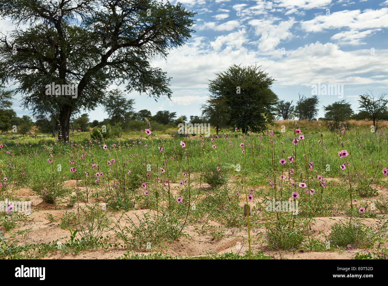 purple flowers in landscape of Kgalagadi Transfrontier Park, Kalahari ...