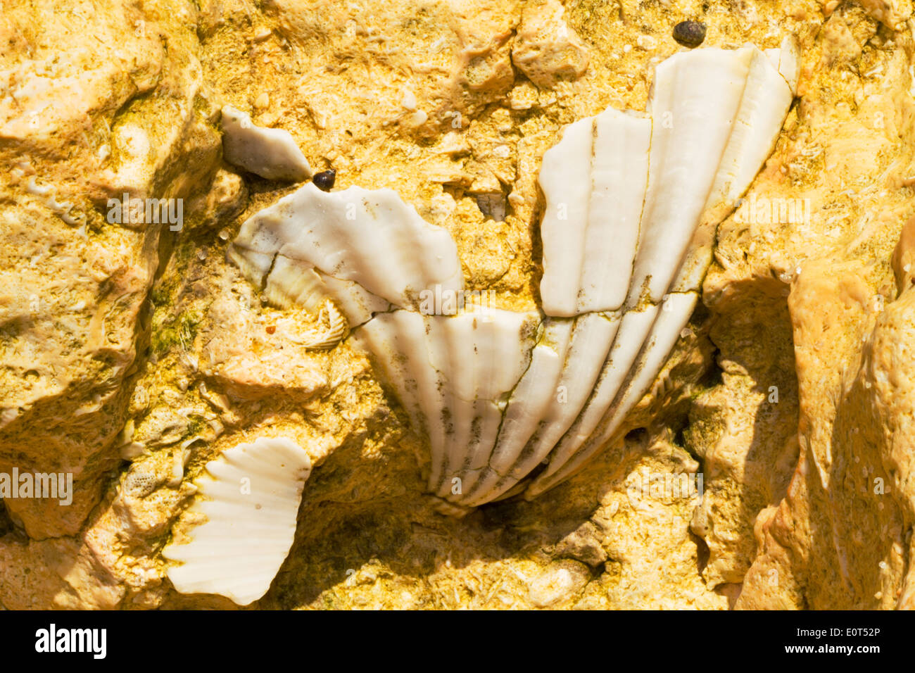 Fossil shell in sandstone Stock Photo - Alamy