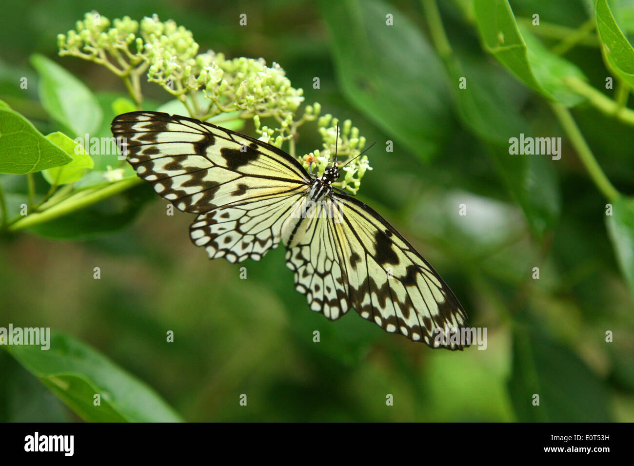 Tropical butterfly, Sentosa Island Stock Photo - Alamy