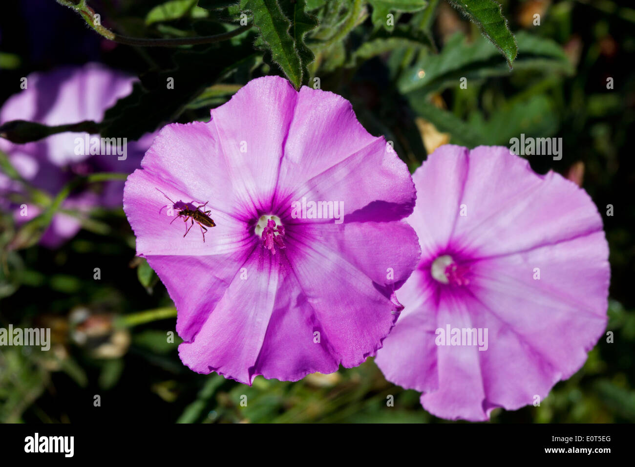 Two violet Morning Glory flowers, one with a small insect Stock Photo ...