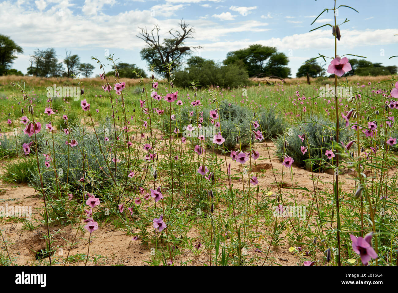 purple flowers in landscape of Kgalagadi Transfrontier Park, Kalahari ...
