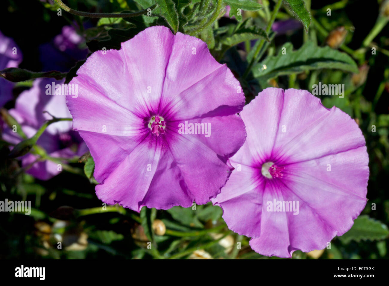 Violet morning glory hi-res stock photography and images - Alamy