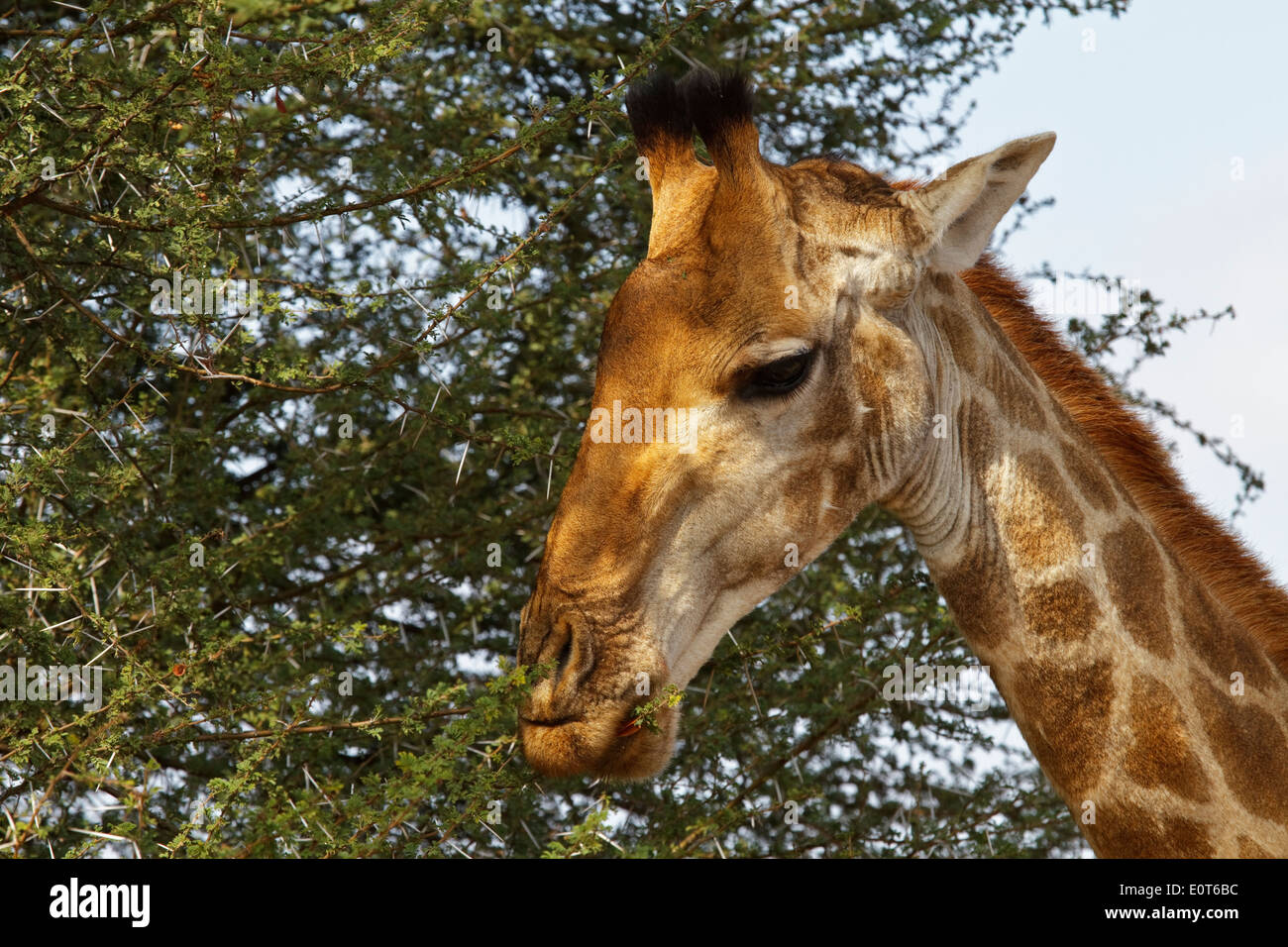 Cape giraffe hi-res stock photography and images - Alamy