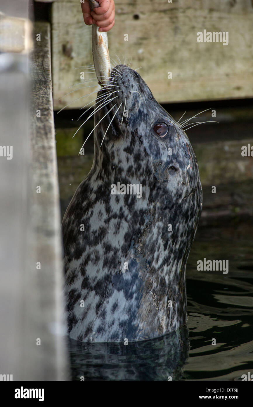 Tame fish hi-res stock photography and images - Alamy