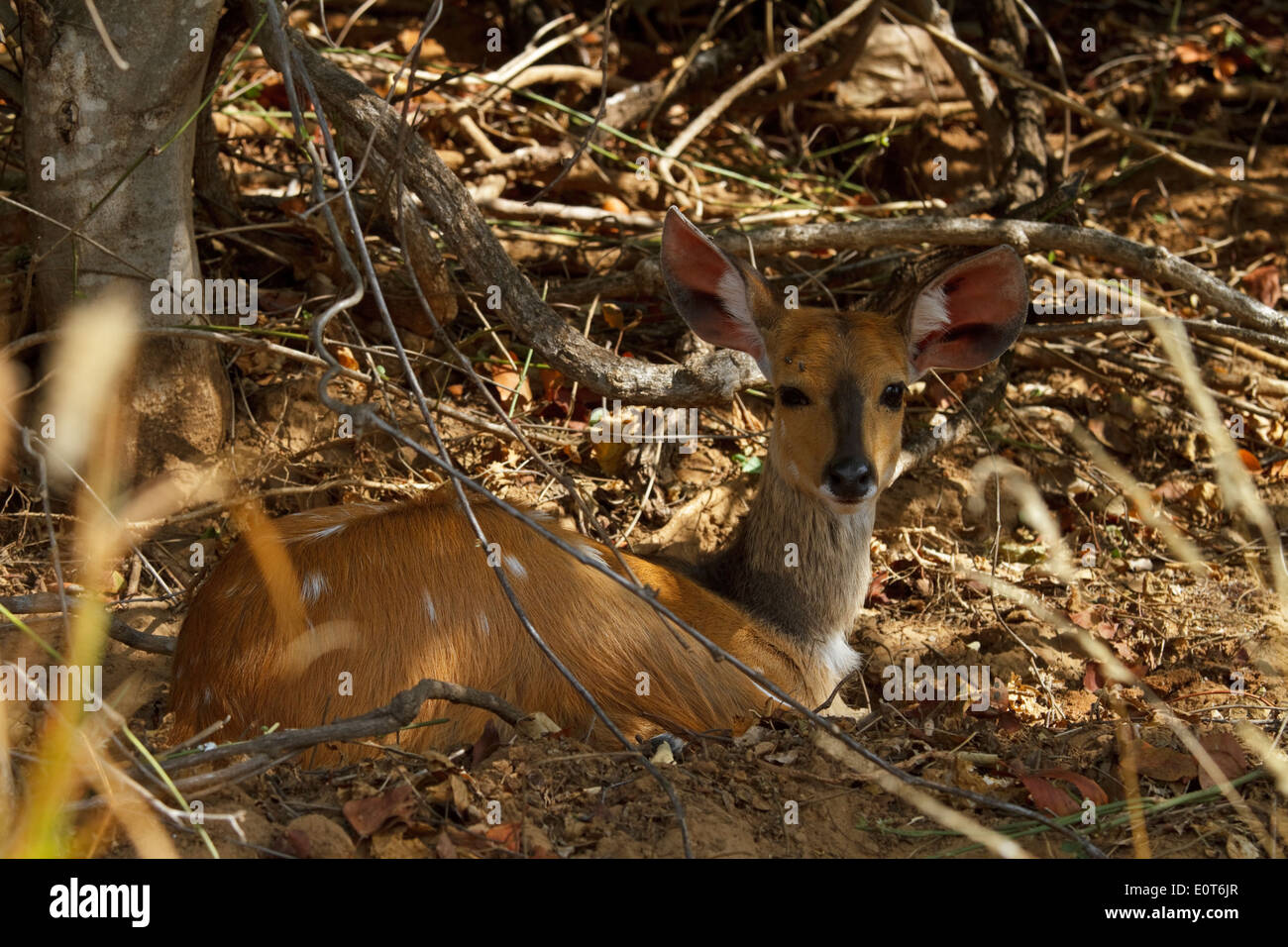 Bushbuck tragelaphus sylvaticus hi-res stock photography and images - Alamy