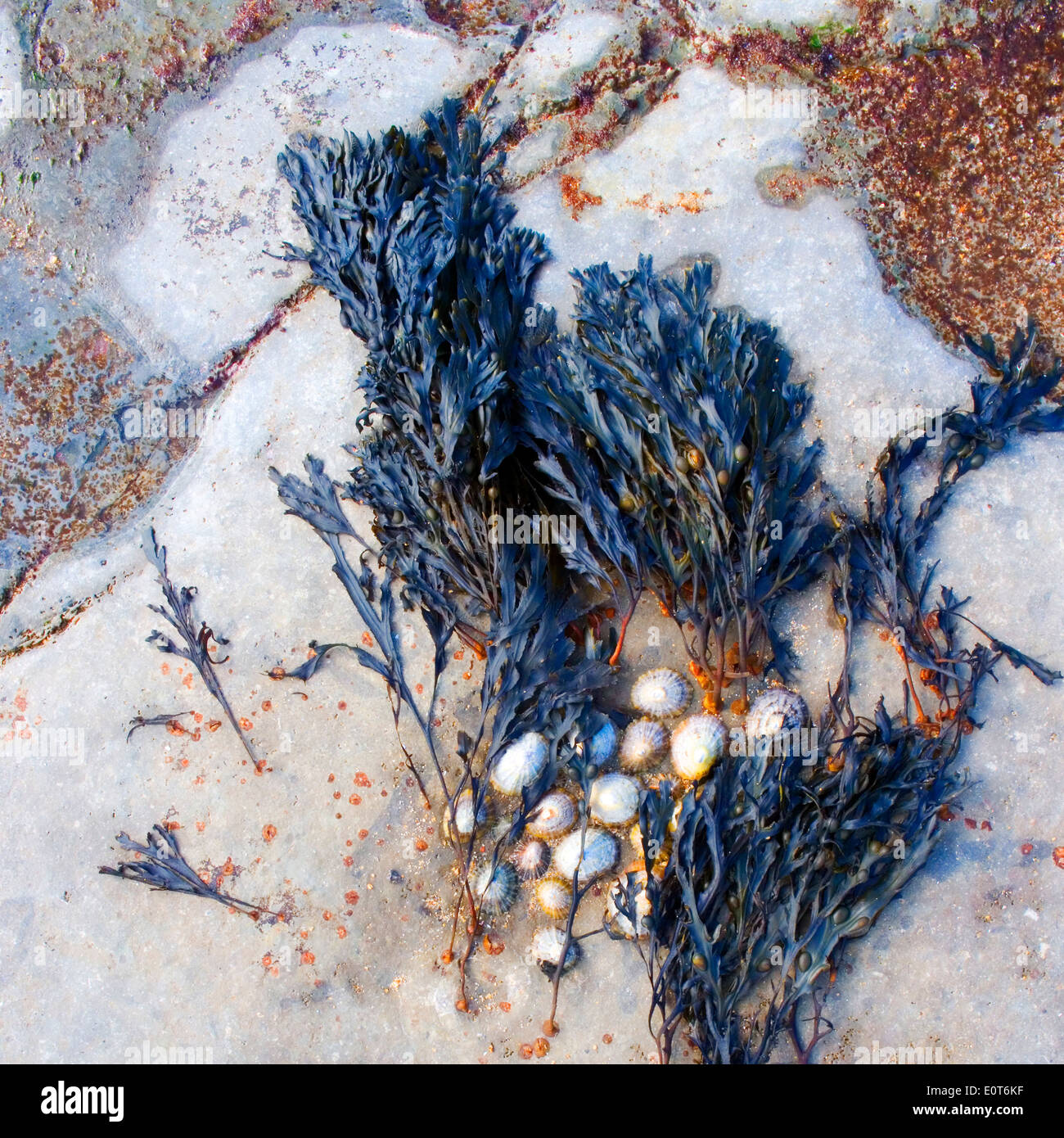 Seaweed on a rock hi-res stock photography and images - Alamy