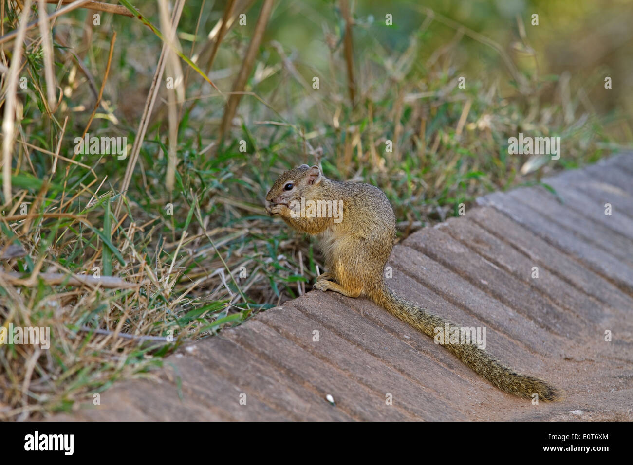 Tree Squirrel also called Smith's Bush Squirrel (Paraxerus cepapi) and ...