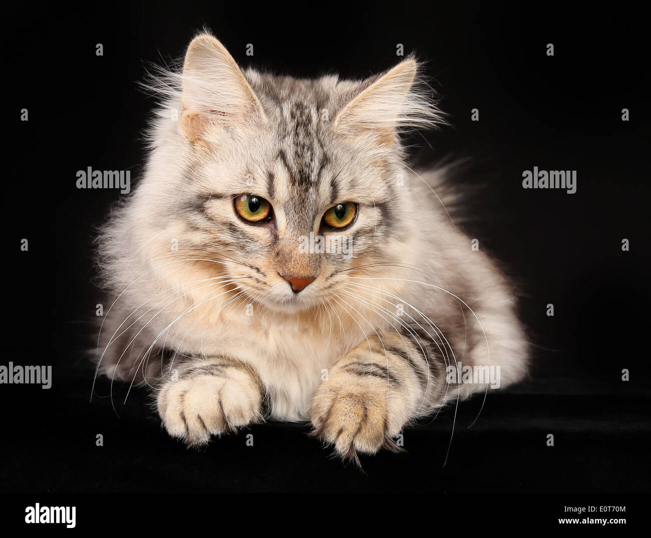 Cat purebred indoors hi-res stock photography and images - Alamy