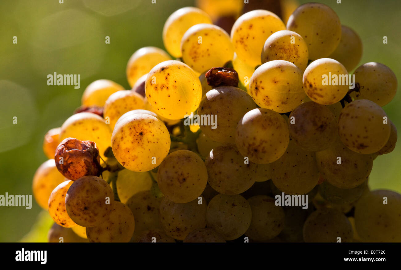 Weintrauben hi-res stock photography and images - Alamy