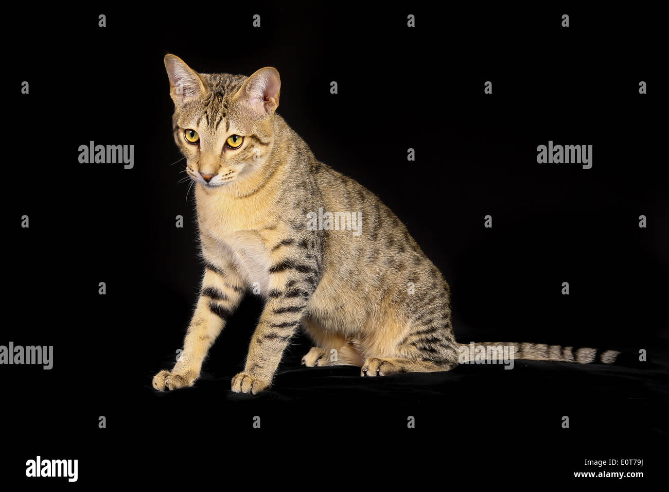 Shot of purebred domestic cat on black background Stock Photo - Alamy