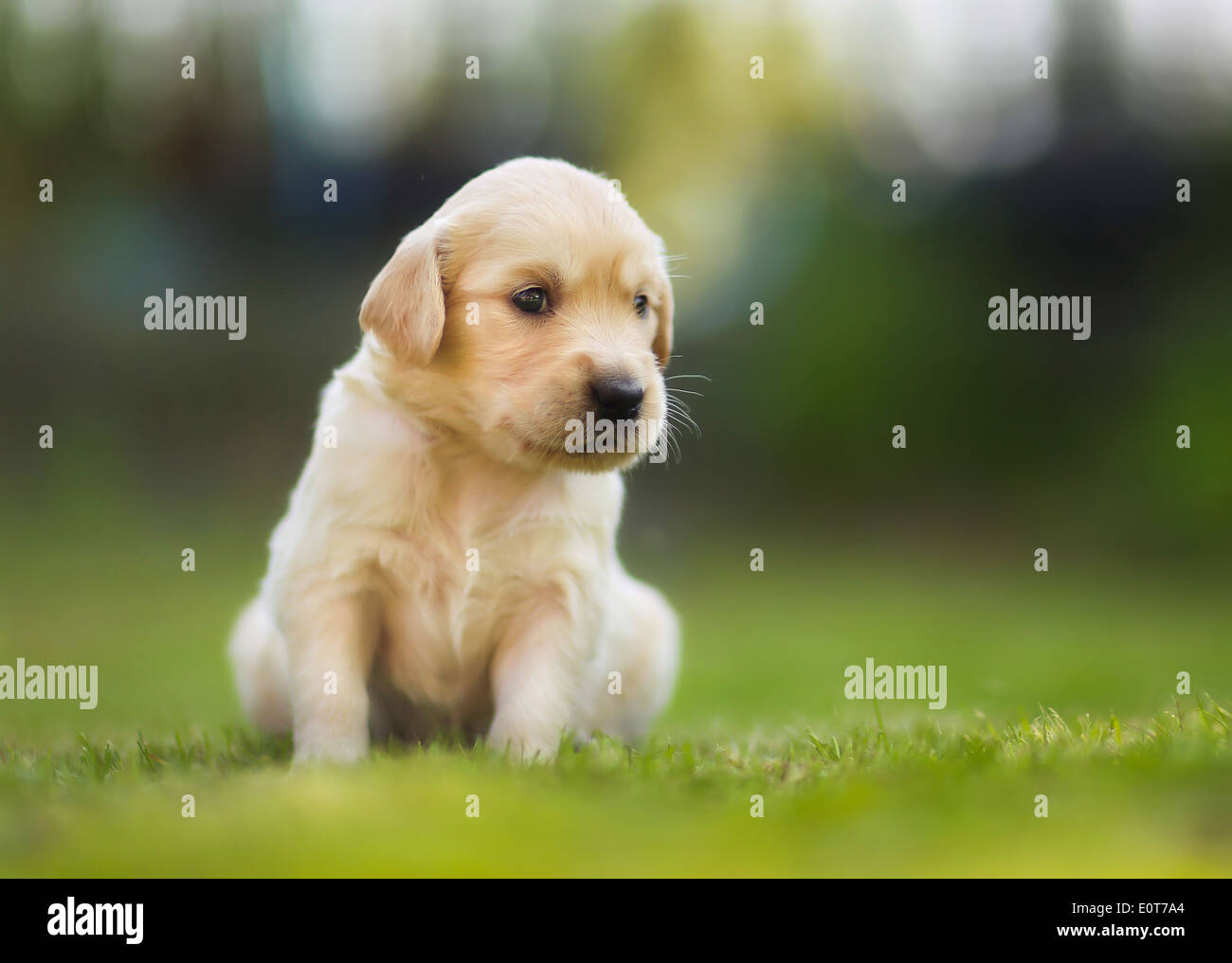 Golden retriever puppy outside hi-res stock photography and images - Alamy