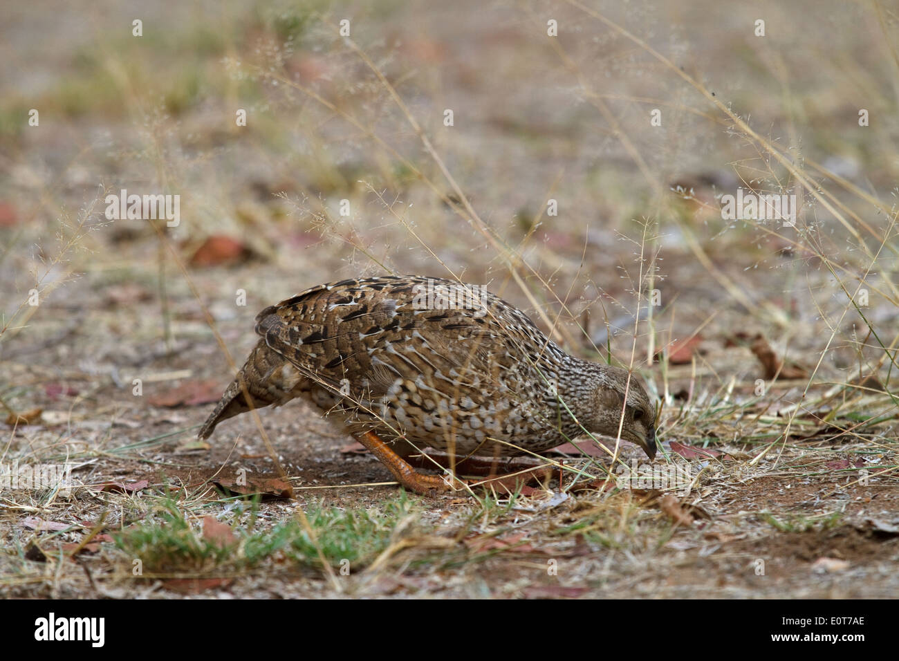 Natal Spurfowl juvenile (Pternistis natalensis natalensis), Kruger ...