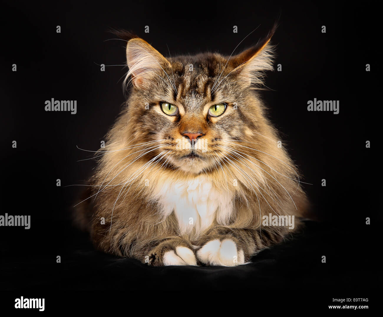 Purebred Maine Coon cat Stock Photo - Alamy
