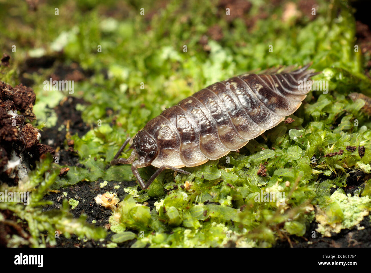 Woodlouse and ireland hi-res stock photography and images - Alamy