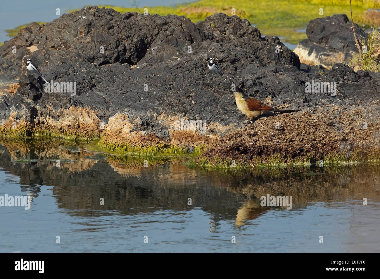 Burchell´s Coucal (Centropus burchelli) and two African Pied Wagtails ...
