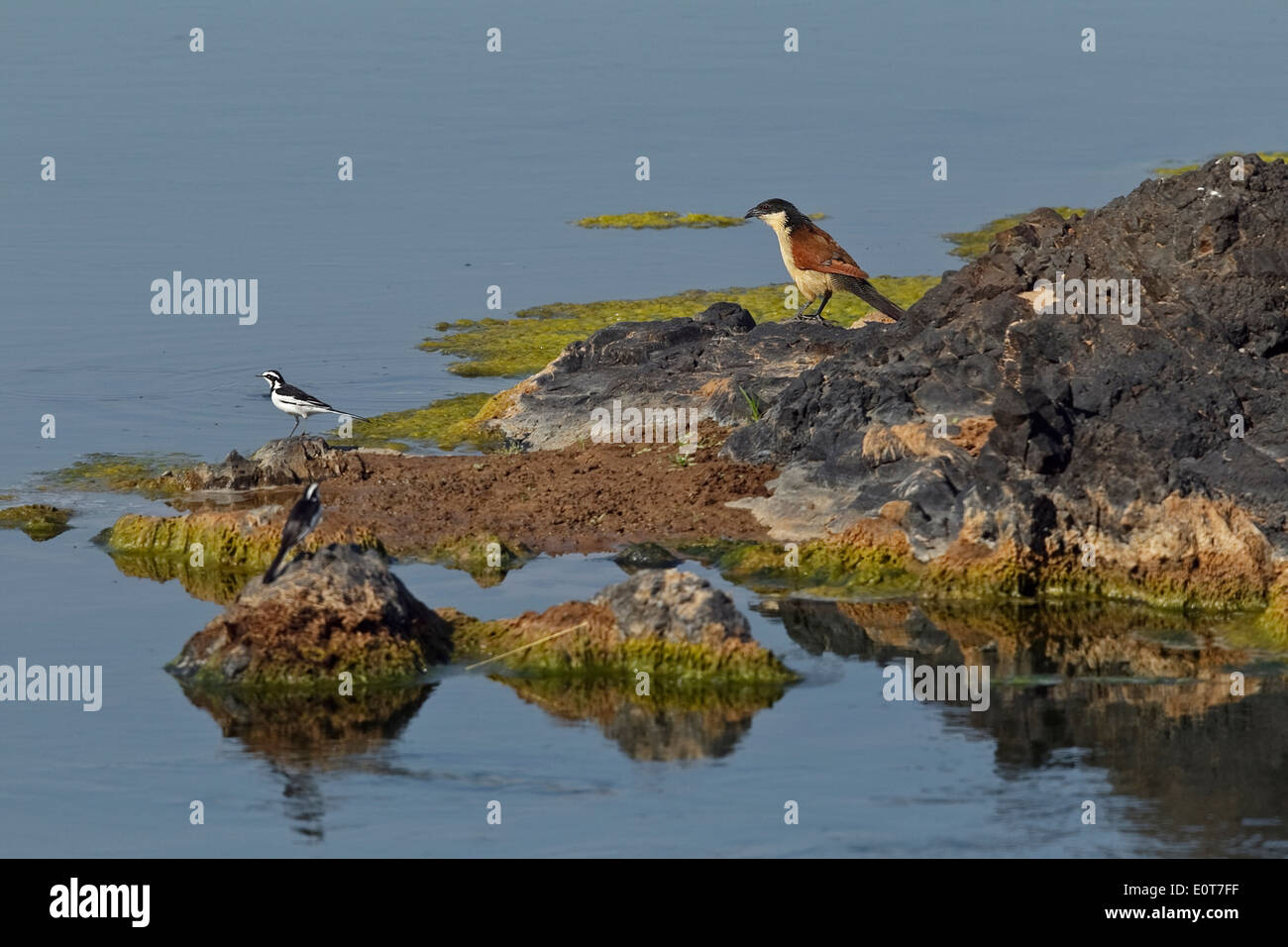 Burchell´s Coucal (Centropus burchelli) and two African Pied Wagtails ...