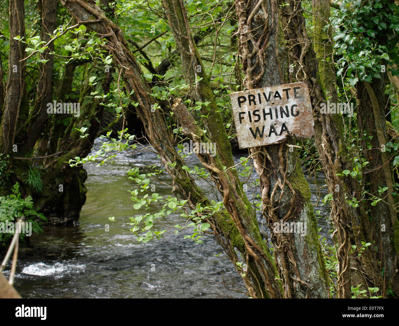 Private fishing sign nailed to a tree along the River Camel, Cornwall ...