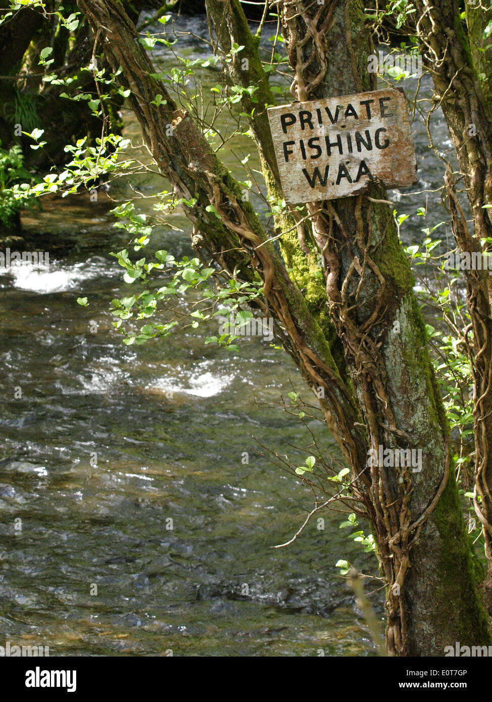 Private fishing sign nailed to a tree along the River Camel, Cornwall ...