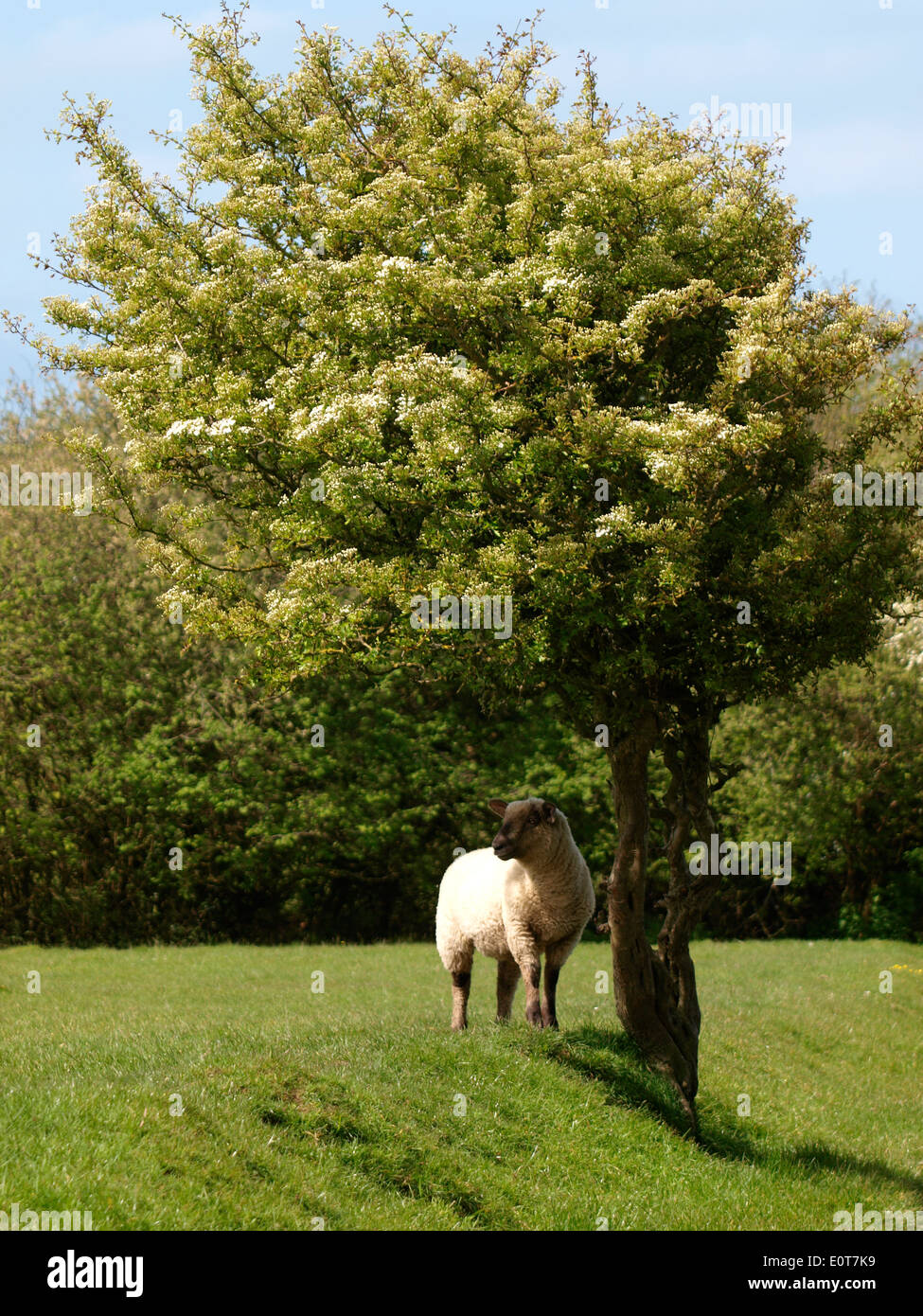 Standing alone tree hi-res stock photography and images - Alamy