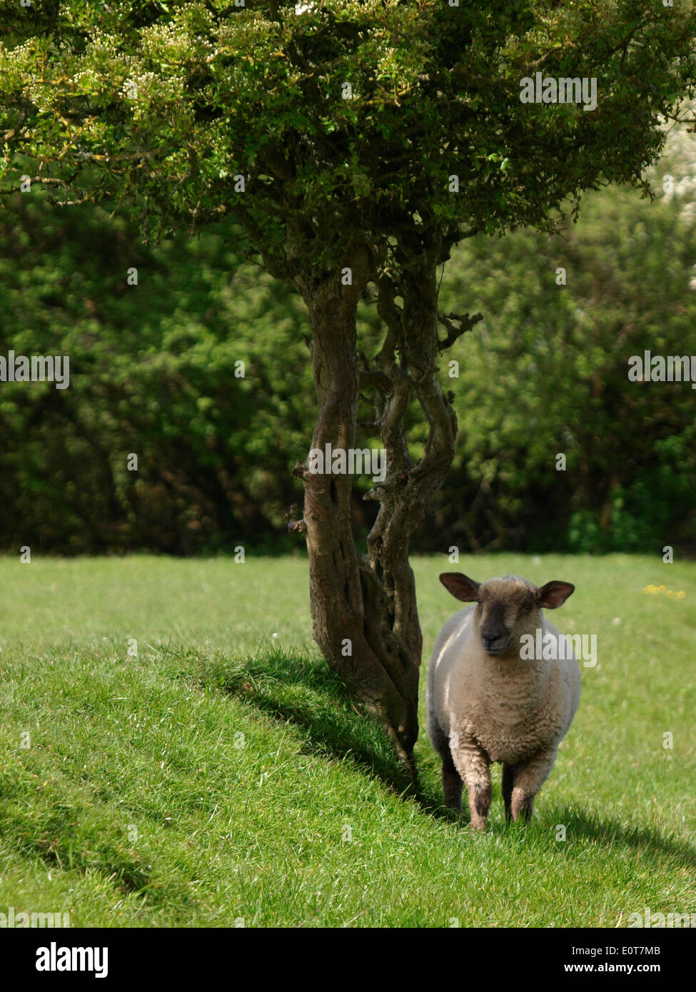 Lamb standing under a tree, Cornwall, UK Stock Photo - Alamy