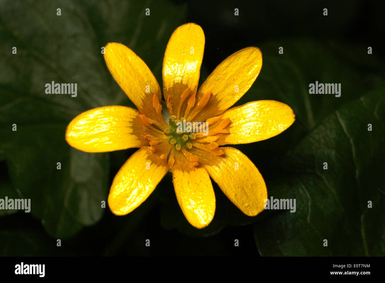 Lesser celandine hi-res stock photography and images - Alamy