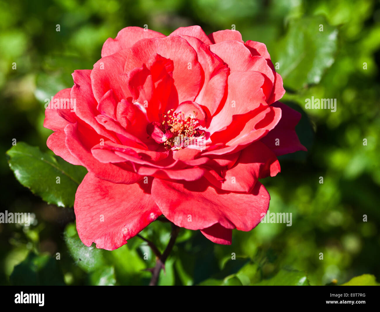 Rote rosen hi-res stock photography and images - Alamy