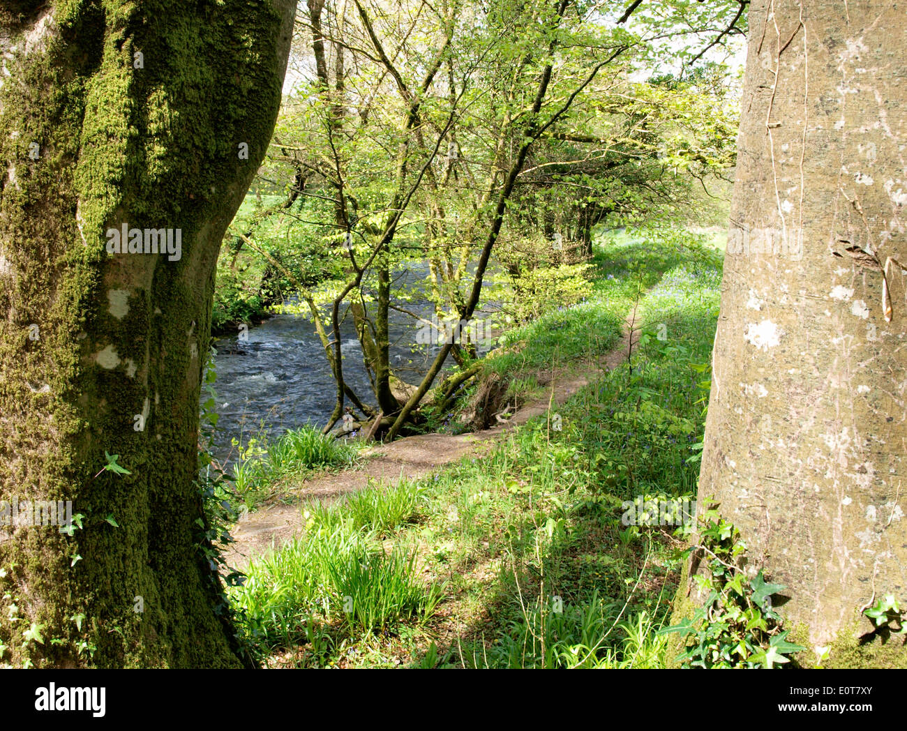 Footpath along a river, Cornwall, UK Stock Photo - Alamy