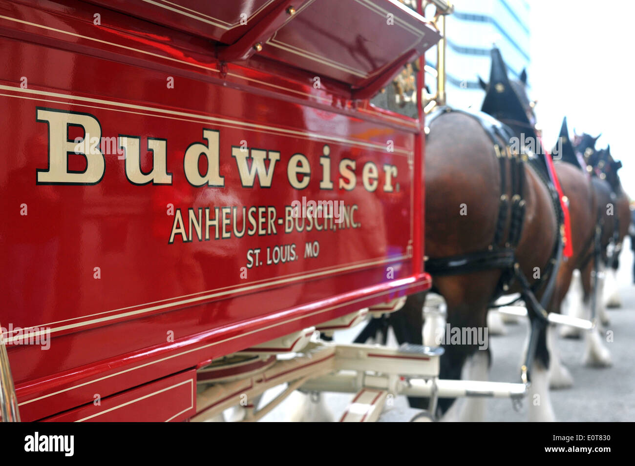 Budweiser clydesdales display team memorial hi-res stock photography ...